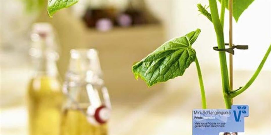 Gurken pflegen und pflanzen