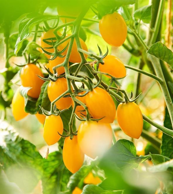 Gemüsegarten anlegen - Volmary - Die Pflanzenprofis