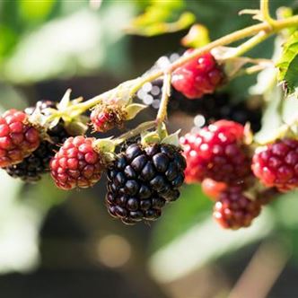 Ein Obstgarten auf dem Balkon