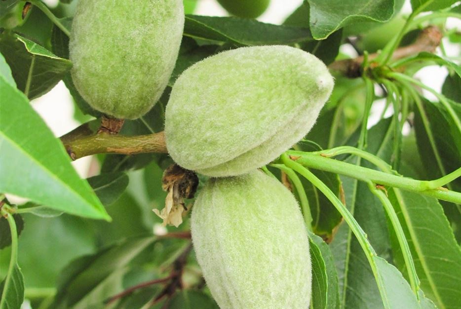 Ein Obstgarten auf dem Balkon