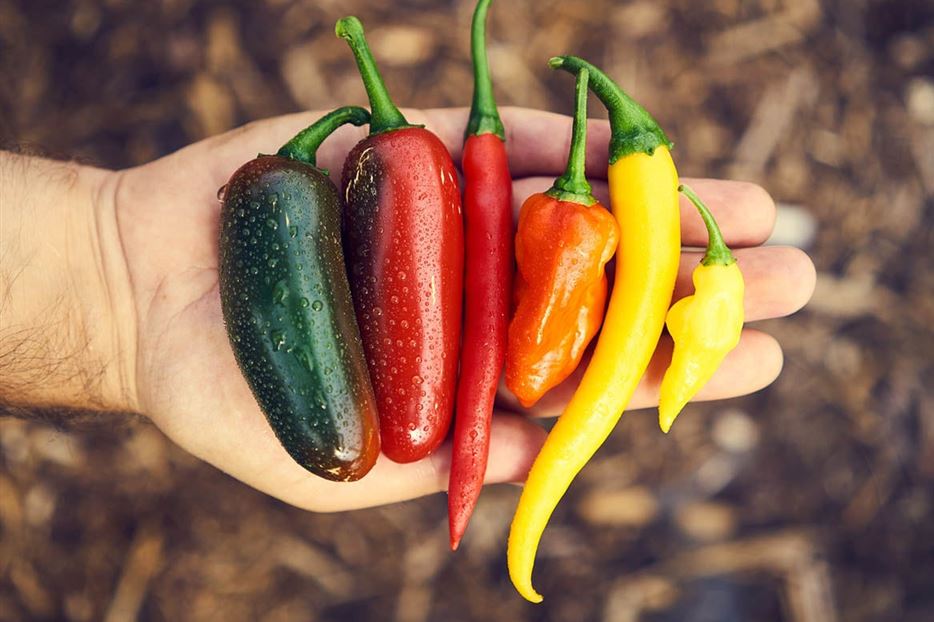 Die 10 häufigsten Fragen zu Chilipflanzen