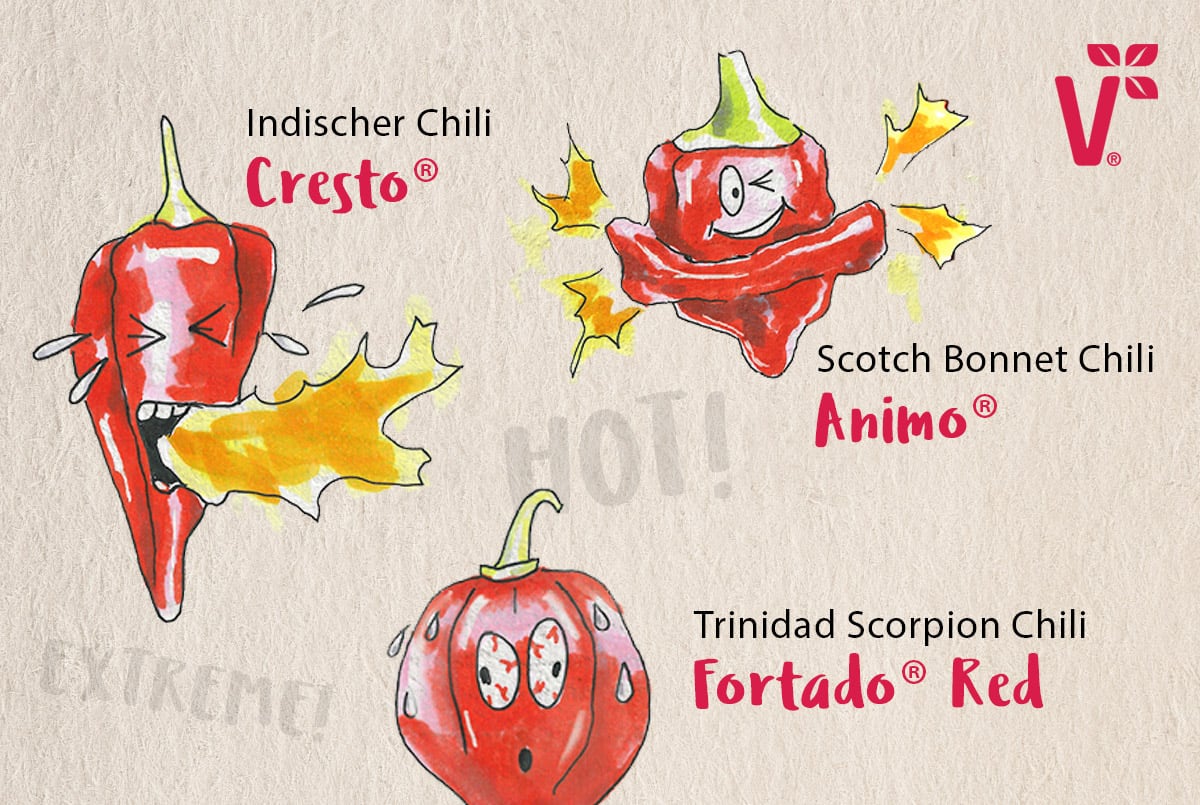 Die 10 häufigsten Fragen zu Chilipflanzen