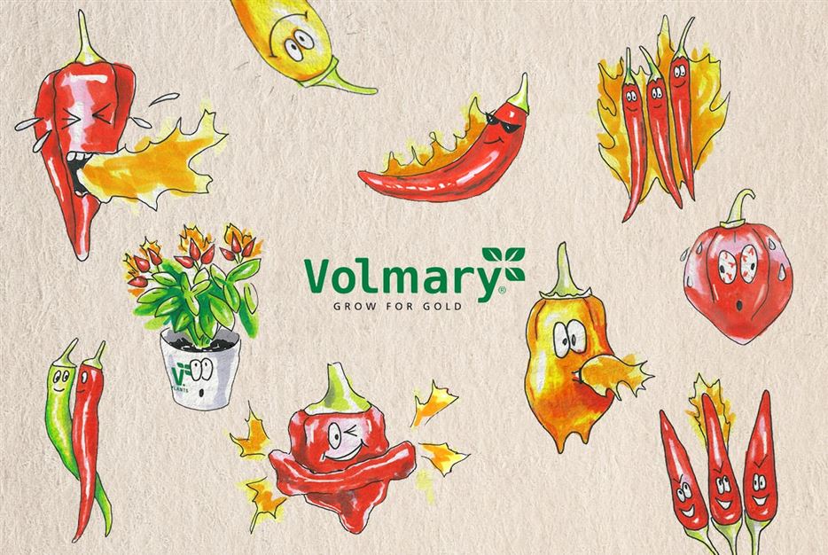 Die 10 häufigsten Fragen zu Chilipflanzen