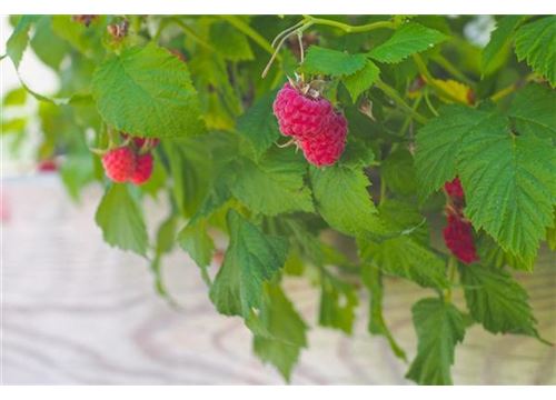 Stilvolle Himbeeren Am Balkon Fotos