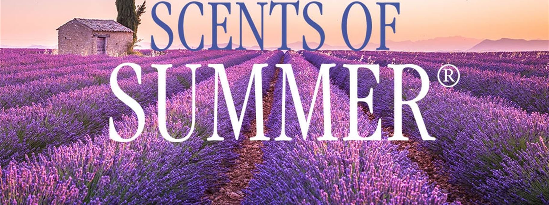 Lavendel 'Scents of Summer' von Volmary® - Volmary - Die Pflanzenprofis