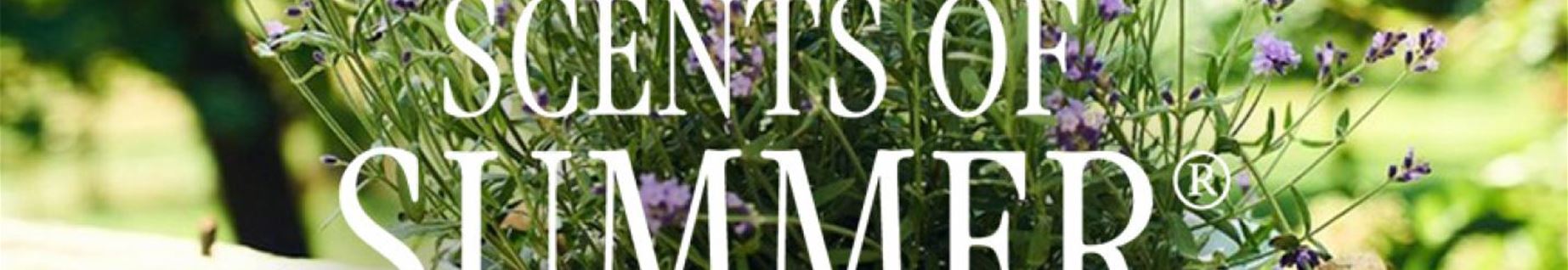 Lavendel 'Scents of Summer' von Volmary® - Volmary - Die Pflanzenprofis