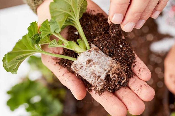 Tipps zu einzelnen Jungpflanzen - Volmary - Die Pflanzenprofis