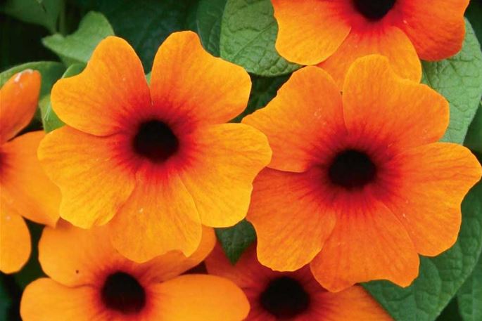 Tipps zu einzelnen Jungpflanzen - Volmary - Die Pflanzenprofis