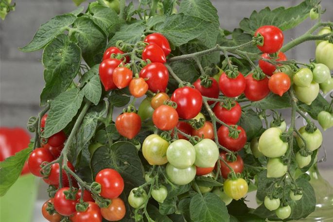 Unsere Top 10 Tomaten für den eigenen Anbau auf Deinem Balkon - Volmary ...