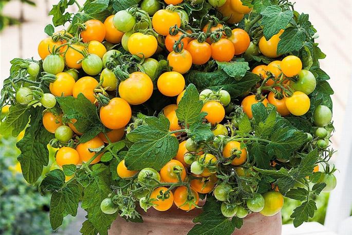 Spannende Tomaten Werden Gelb Fotos