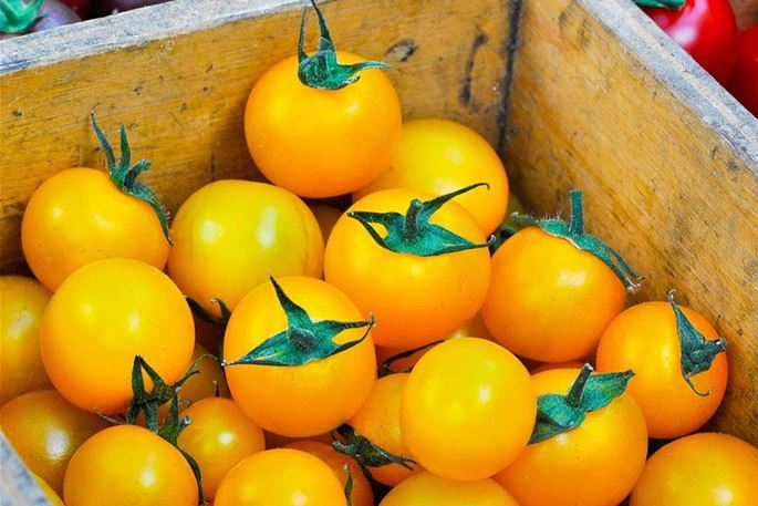 Unsere Top 10 Tomaten für den eigenen Anbau auf Deinem Balkon - Volmary ...