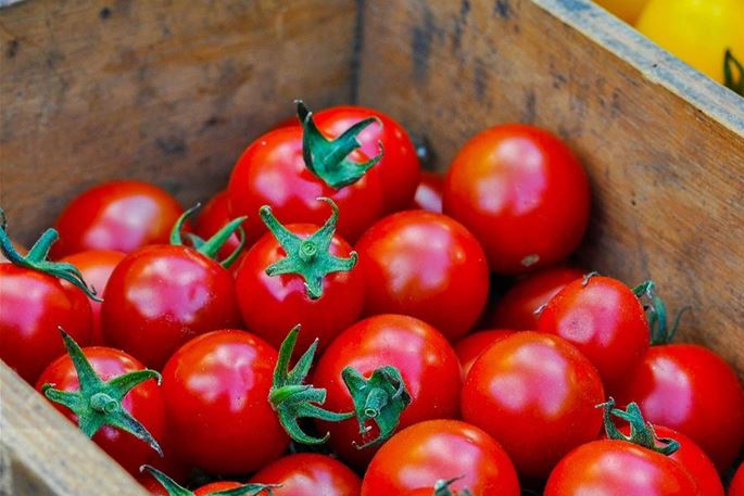 Unsere Top 10 Tomaten für den eigenen Anbau auf Deinem Balkon - Volmary ...