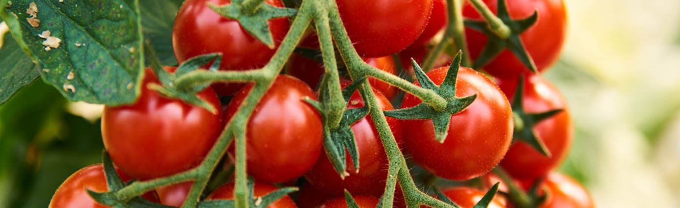 Unsere Top 10 Tomaten für den eigenen Anbau auf Deinem Balkon - Volmary ...