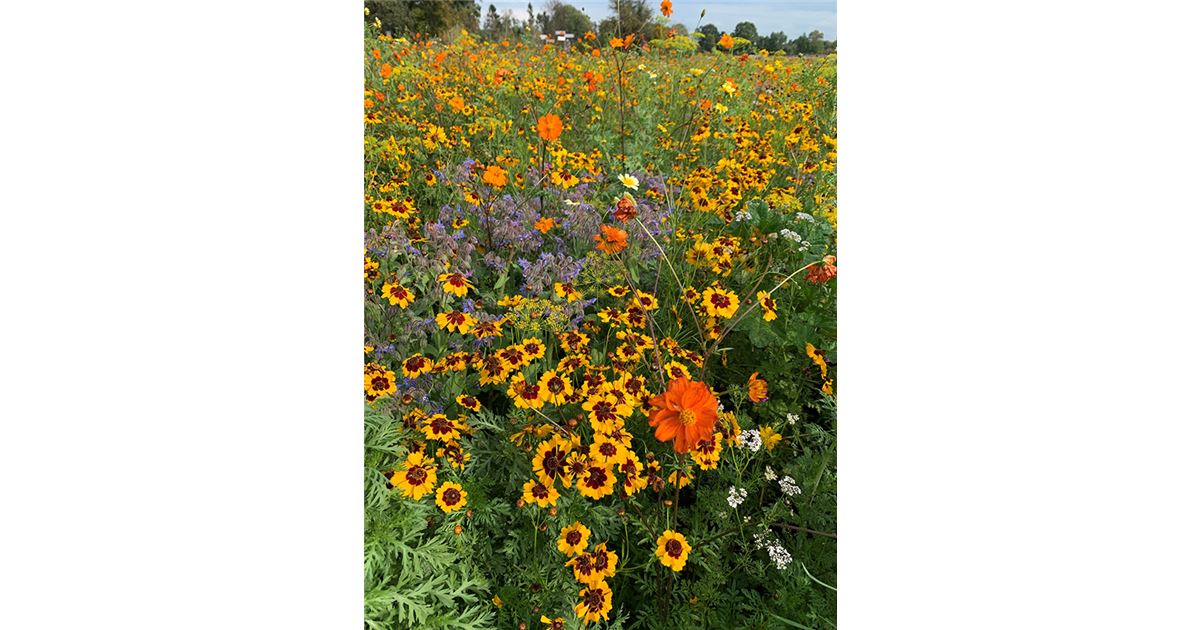 Naturbiente® - Blumenwiese - Volmary - Die Pflanzenprofis