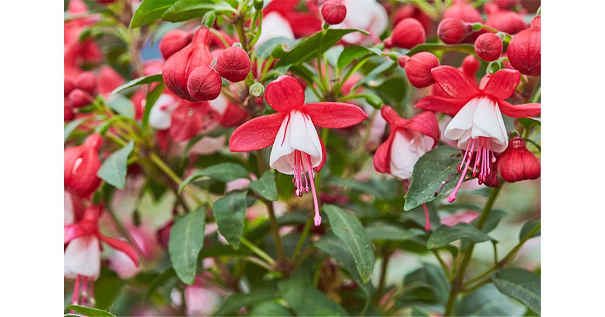 Fuchsia - Volmary - Die Pflanzenprofis