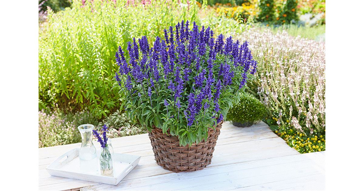 Balkonsalbei - Volmary - Die Pflanzenprofis