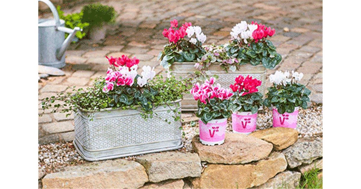 Alpenveilchen - Volmary - Die Pflanzenprofis