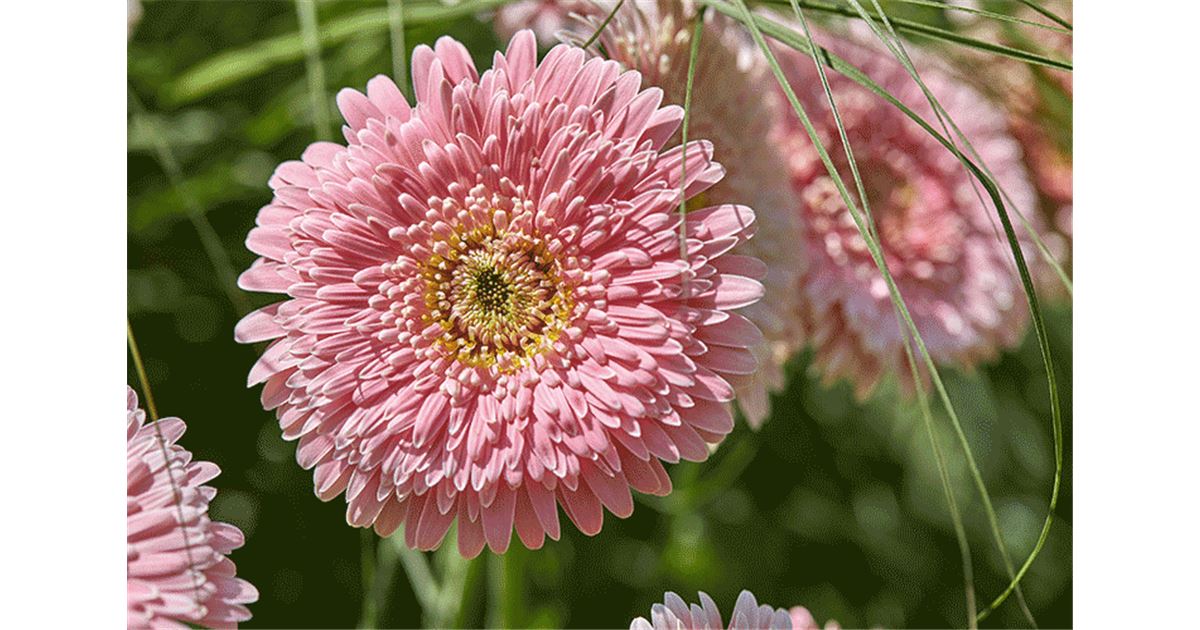 Gerbera - Volmary - Die Pflanzenprofis