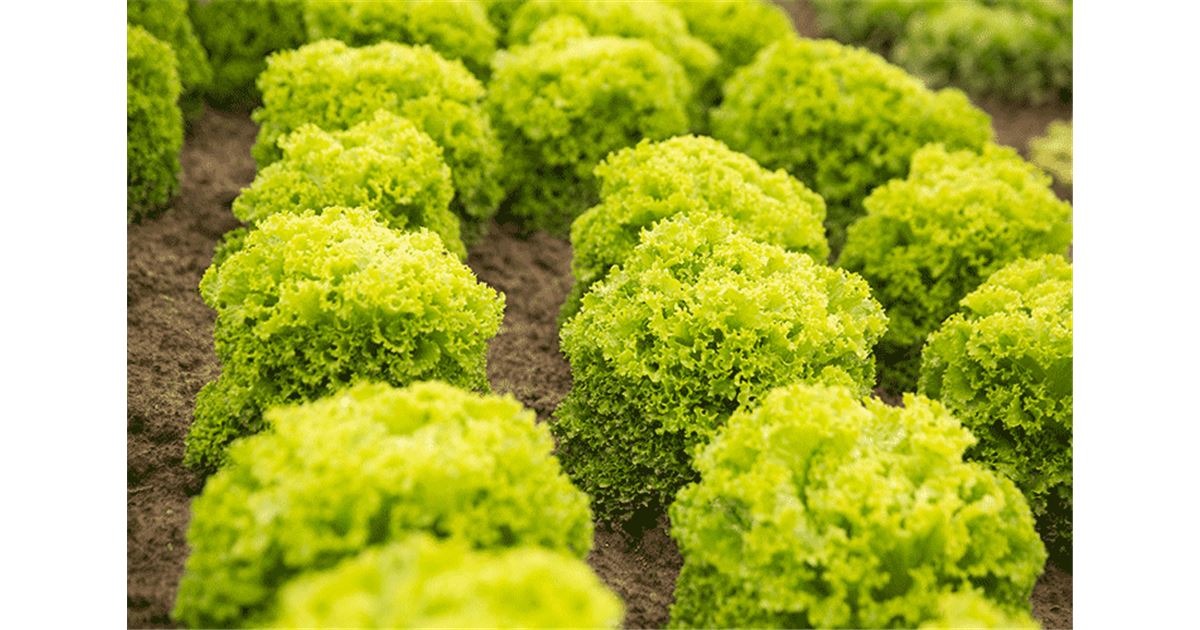 Salat-Pflanzen - Volmary - Die Pflanzenprofis