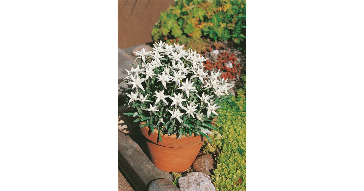 Edelweiss - Volmary - Die Pflanzenprofis