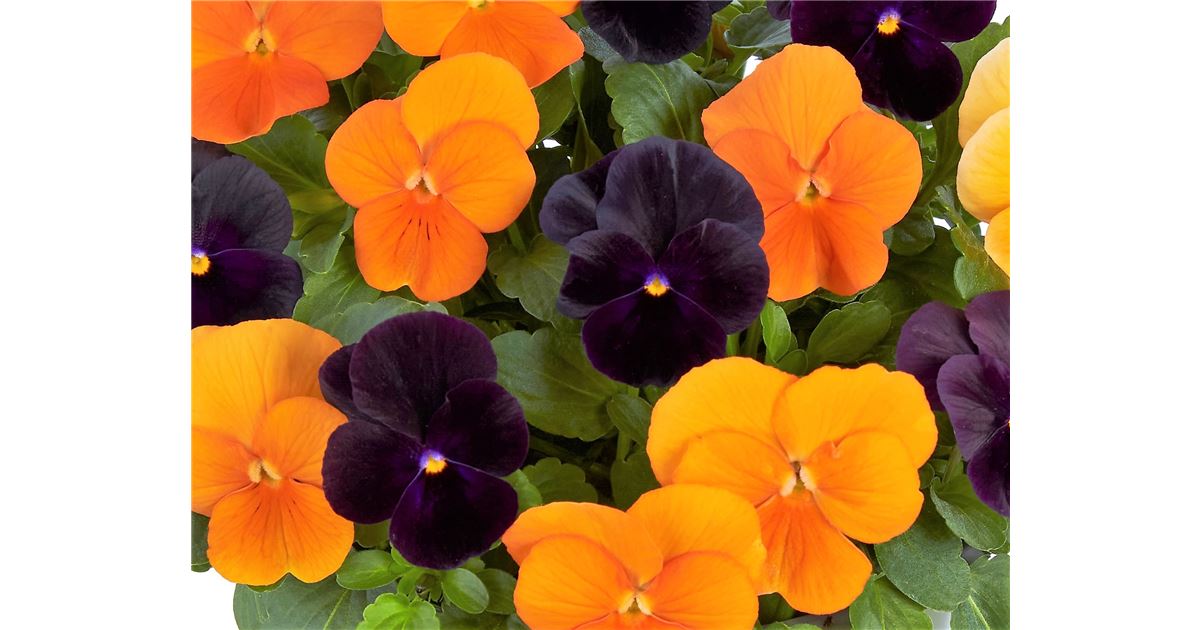 Oktoberblümchen - Volmary - Die Pflanzenprofis