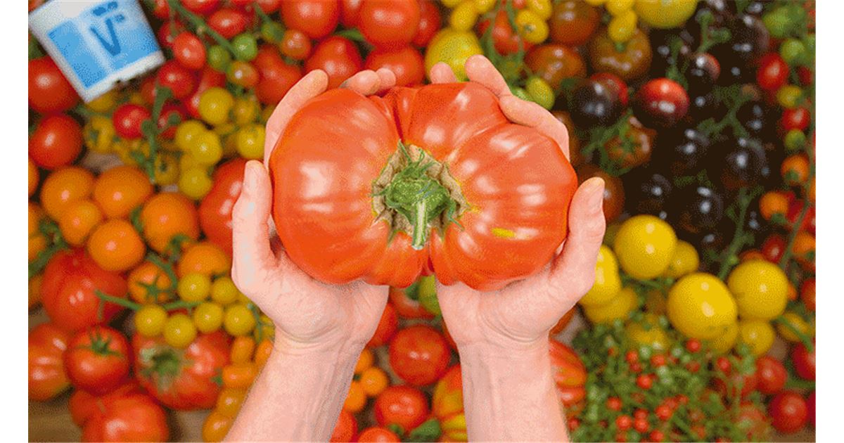 Jumbo-Gemüse - Volmary - Die Pflanzenprofis